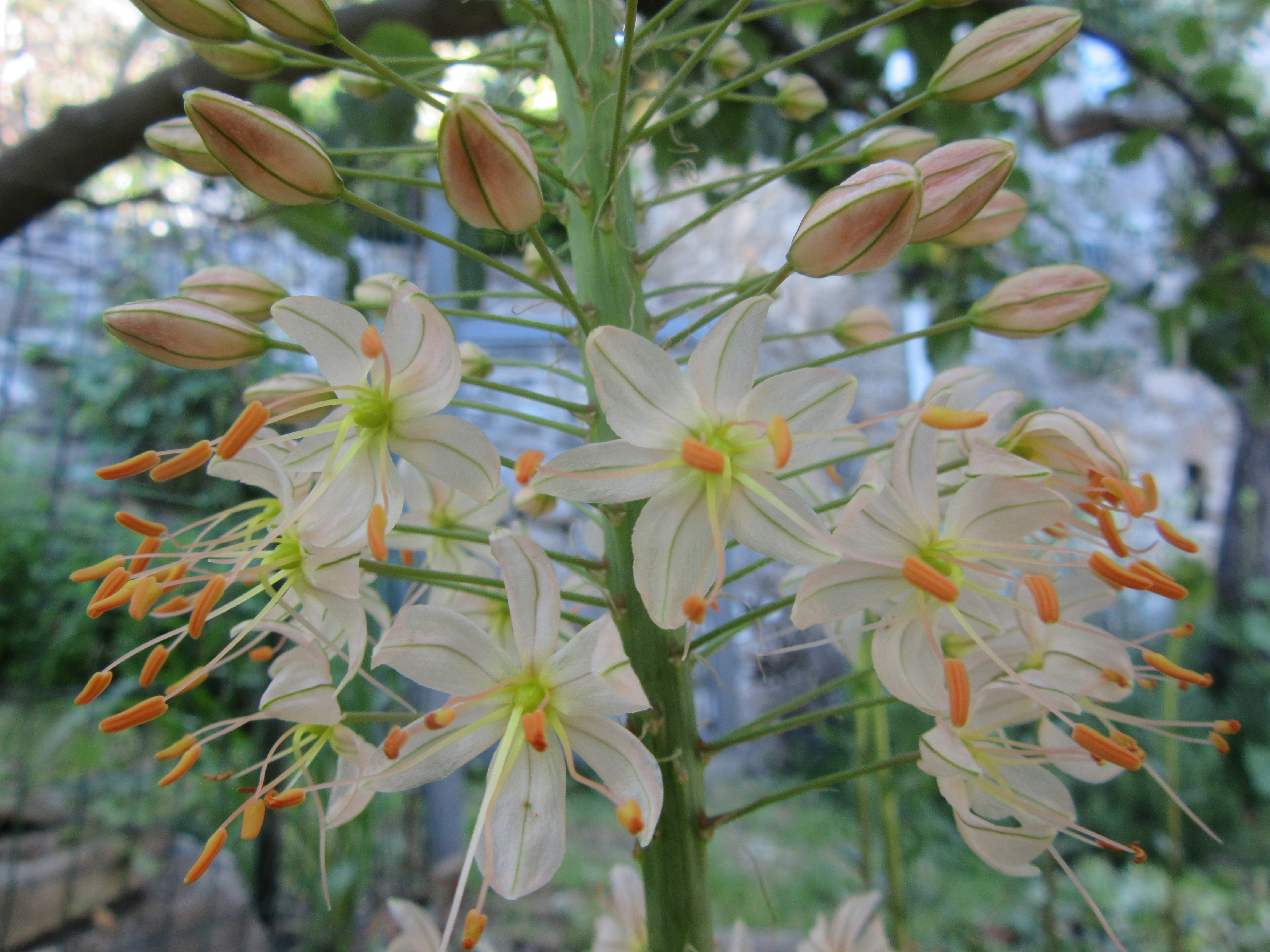 foxtail lily on the third terrace – Villa Simonicchi